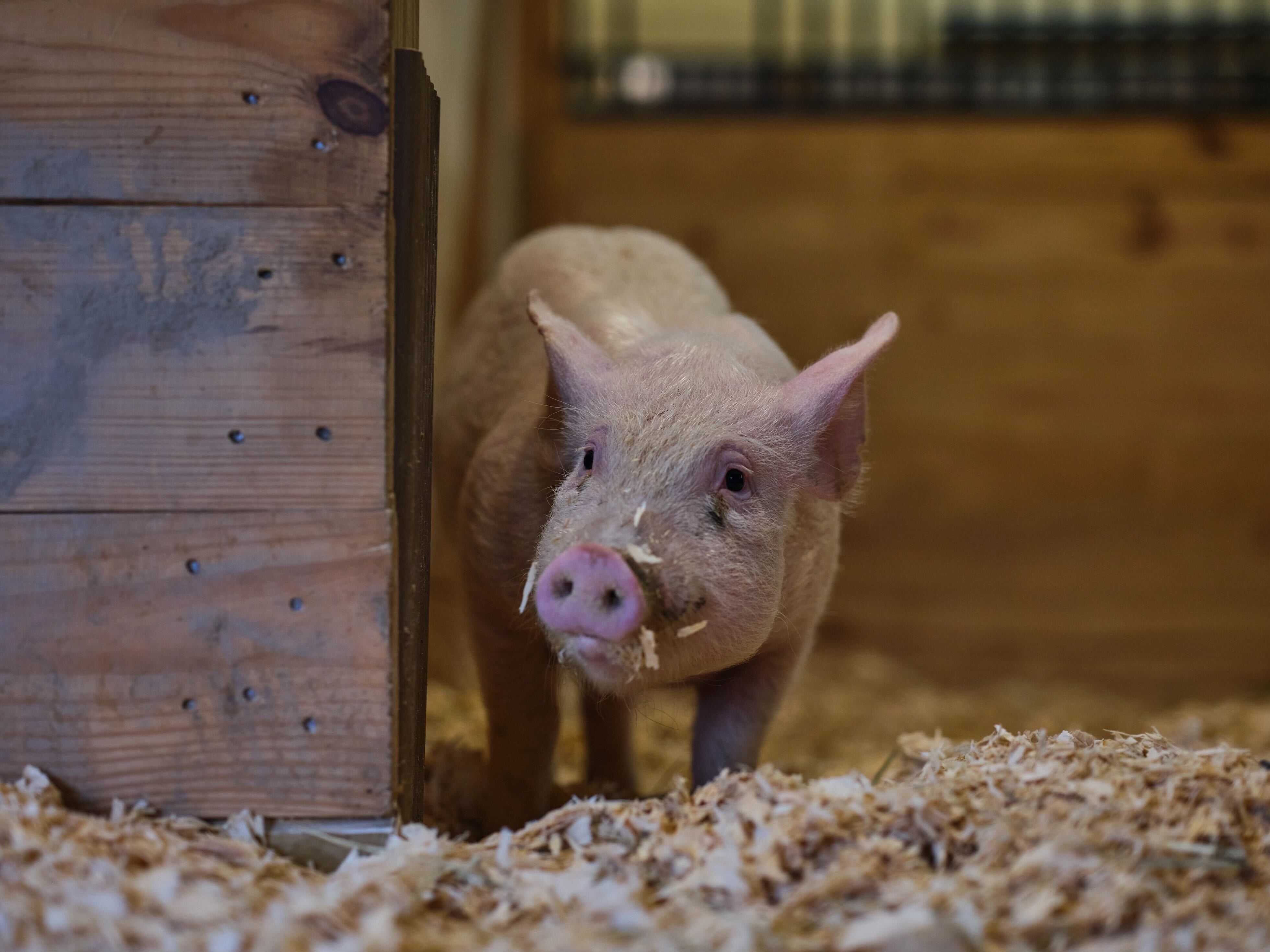 Some pig