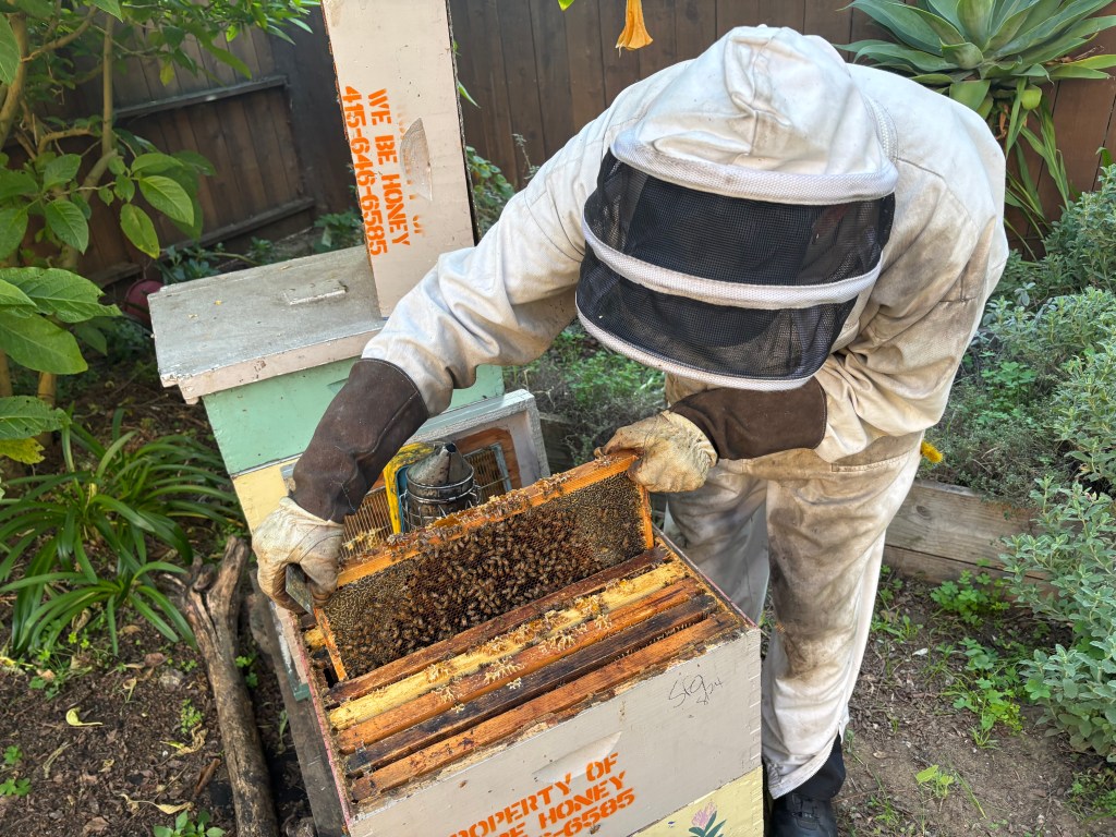 Busy bees